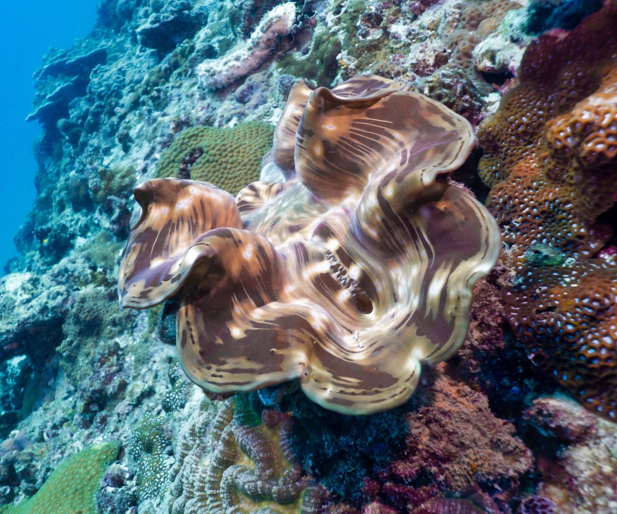 Rewilding Irish native Oysters - Save Our Seahorses